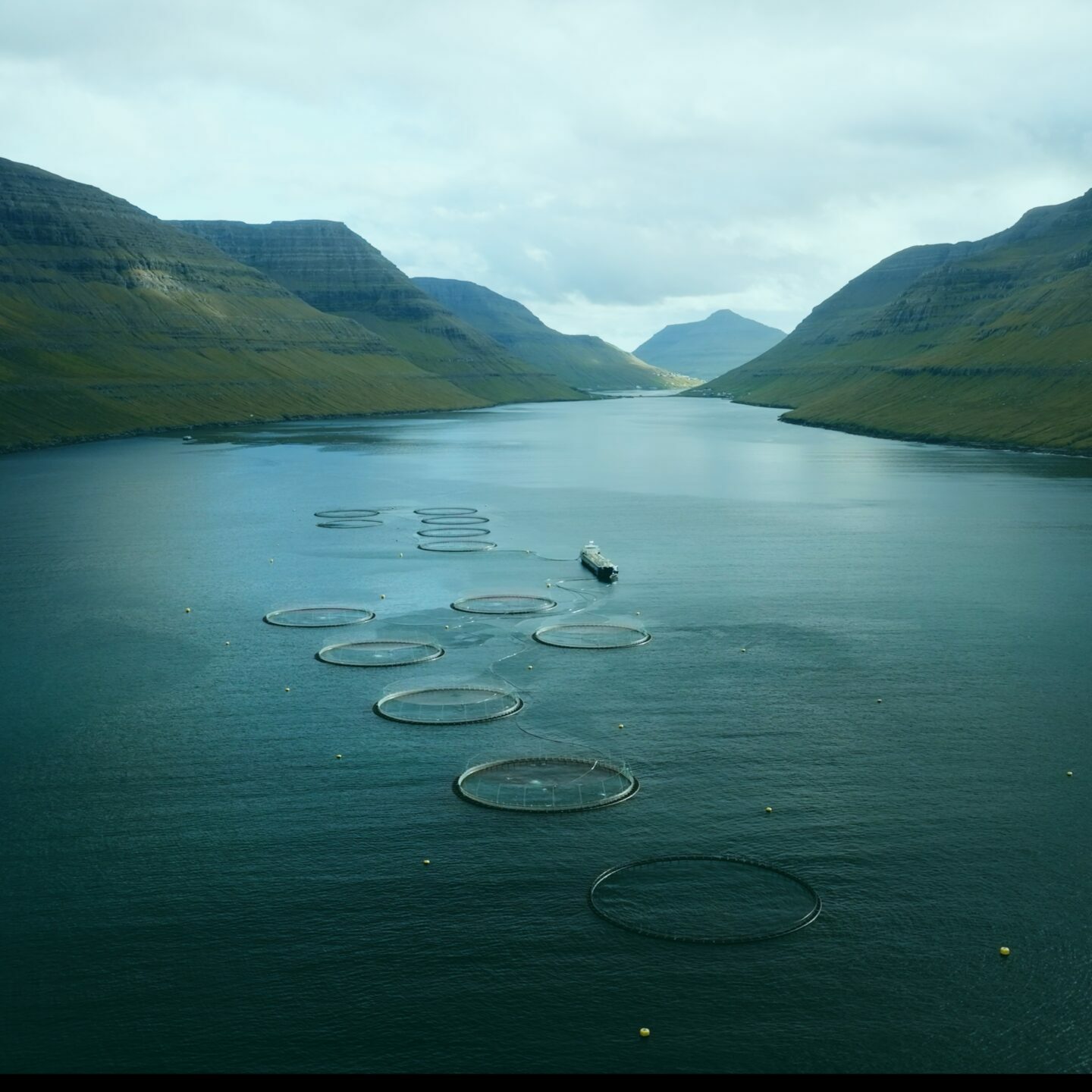 GroAqua - Sustainable Fish Growth