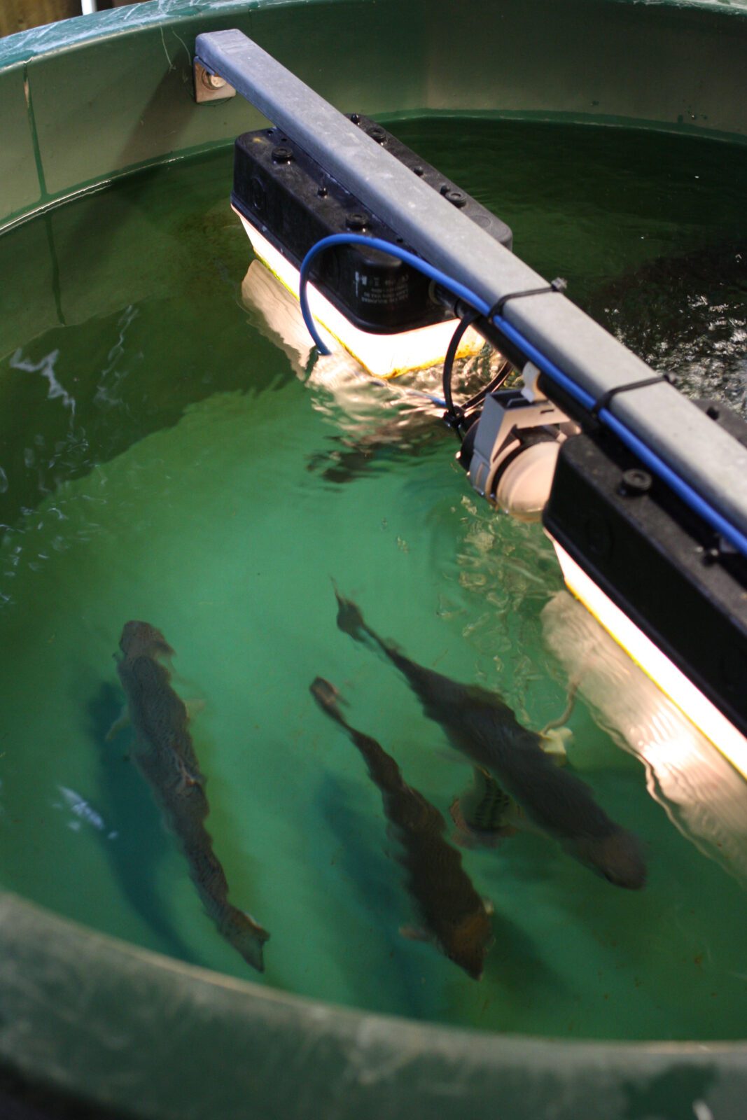 Life Support - GroAqua